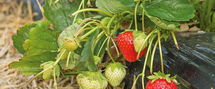 08-06-10 - KRAEGE Beerenpflanzen EN