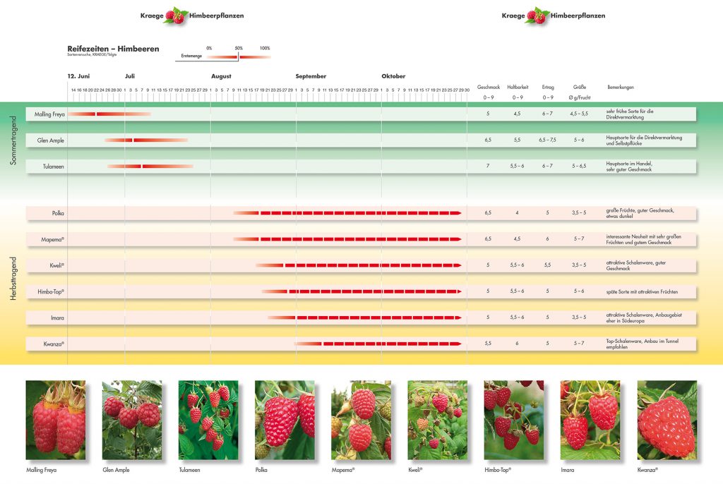Übersicht Reifezeiten - KRAEGE Beerenpflanzen