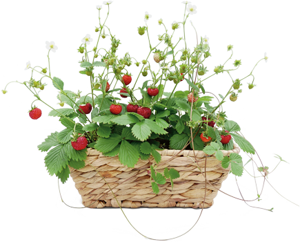 default - KRAEGE Beerenpflanzen