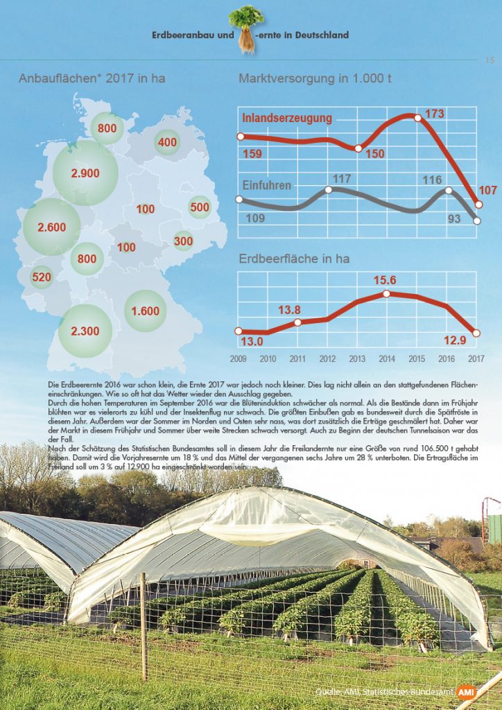 Erdbeeranbau und -ernte in Deutschland - KRAEGE Beerenpflanzen