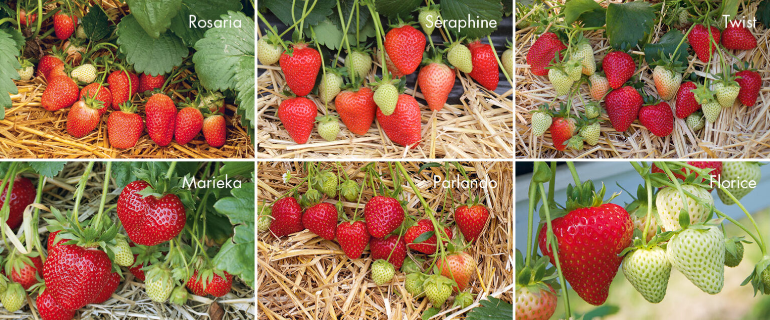 2023_neue Sorten - KRAEGE Beerenpflanzen